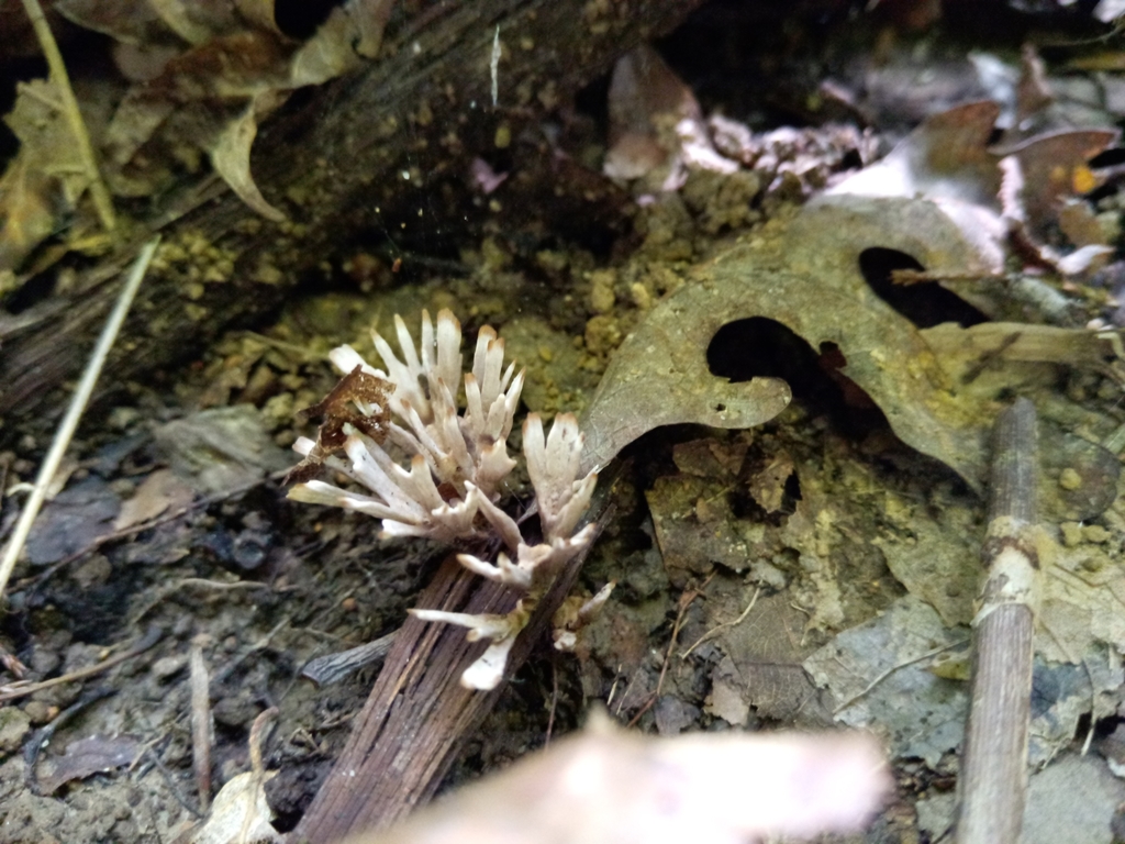 Thelephorales from Jefferson County, US-IN, US on August 17, 2020 at 02 ...