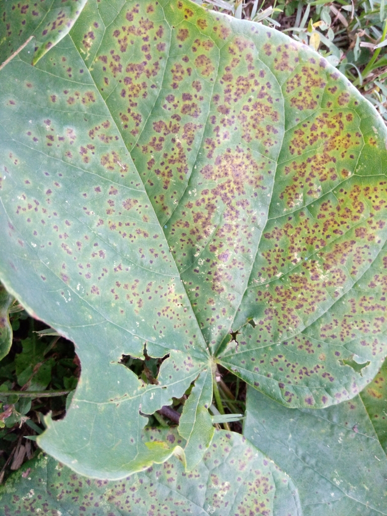 Redbud leaf spot from Jefferson County, US-IN, US on August 17, 2020 at ...