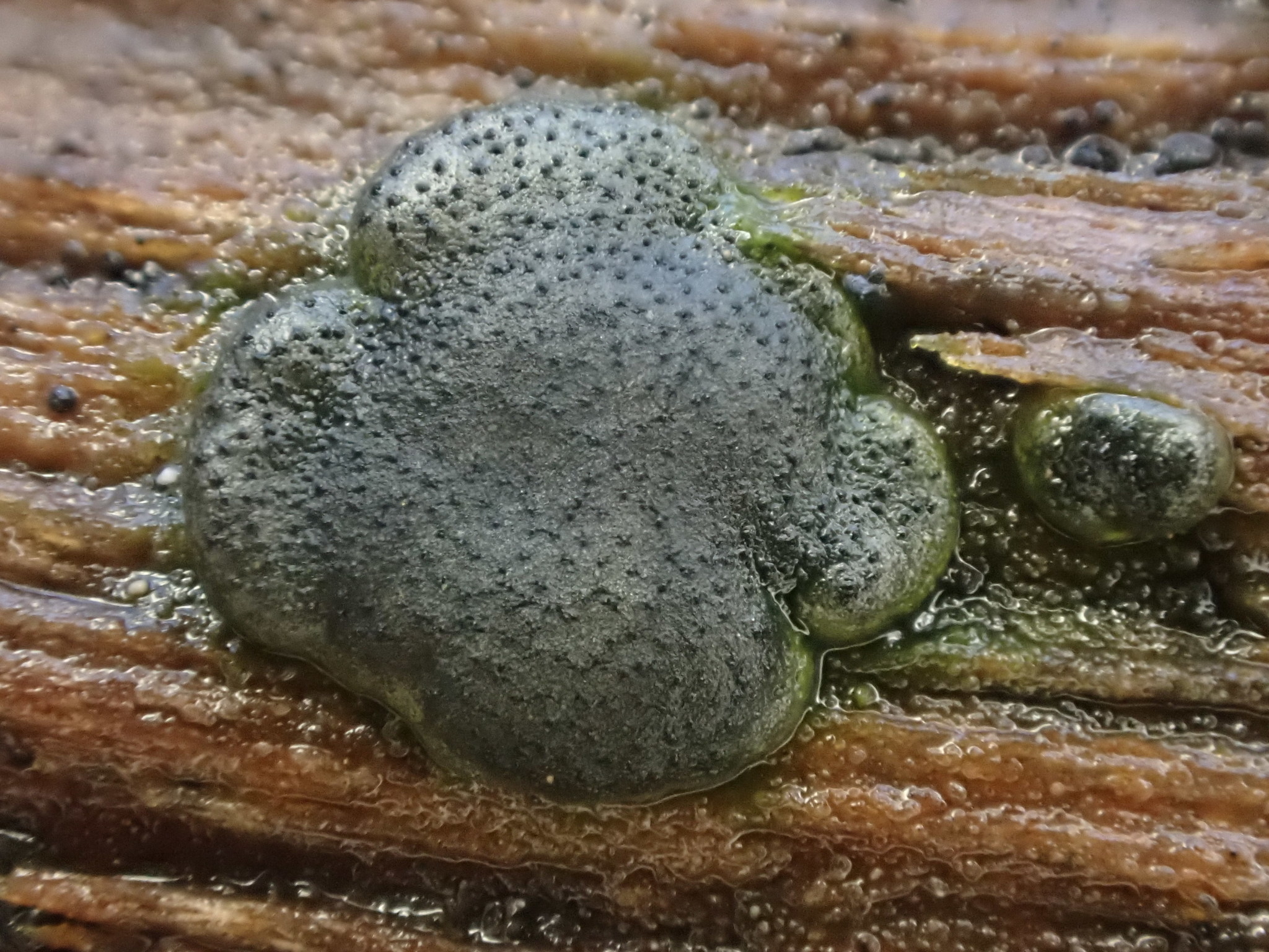 Trichoderma lixii (Pat.) P.Chaverri