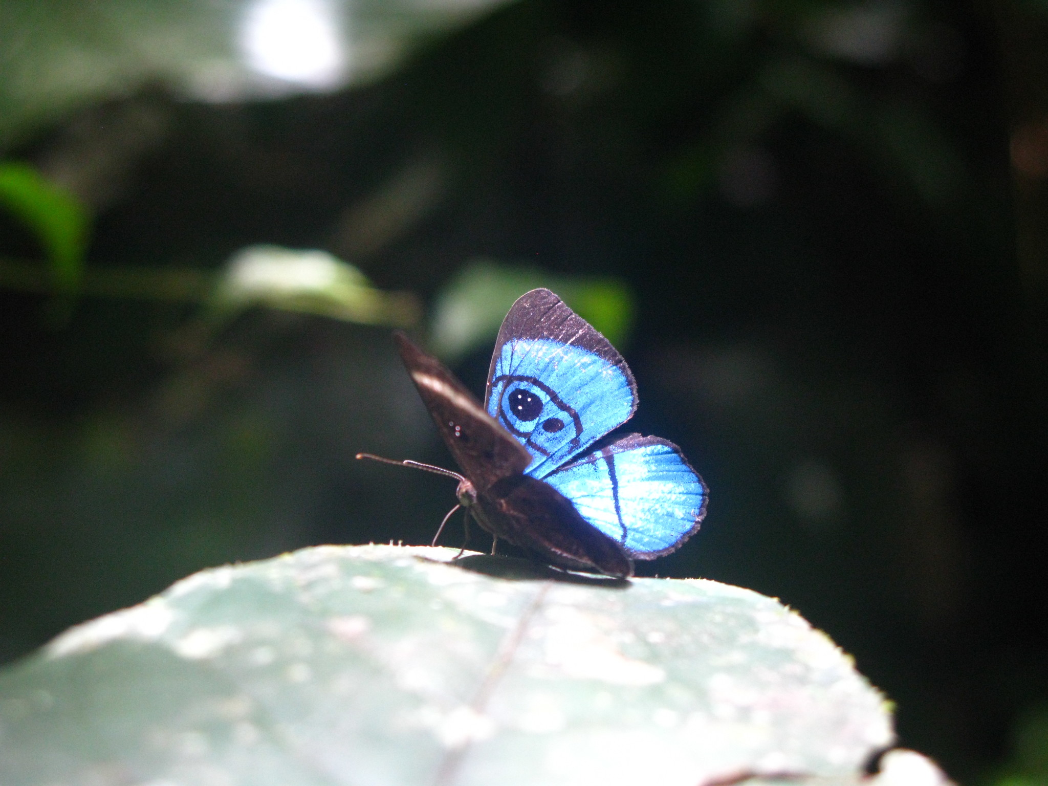 Mesosemia loruhama Hewitson, 1869