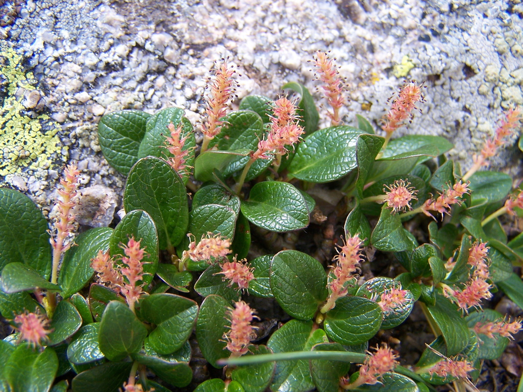 snow willow (Salix nivalis) - Botanical Realm
