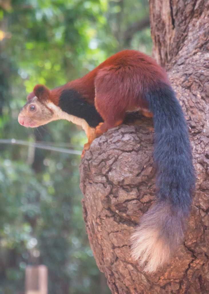 Asian Giant Squirrels (Ratufinae) - Know Your Mammals