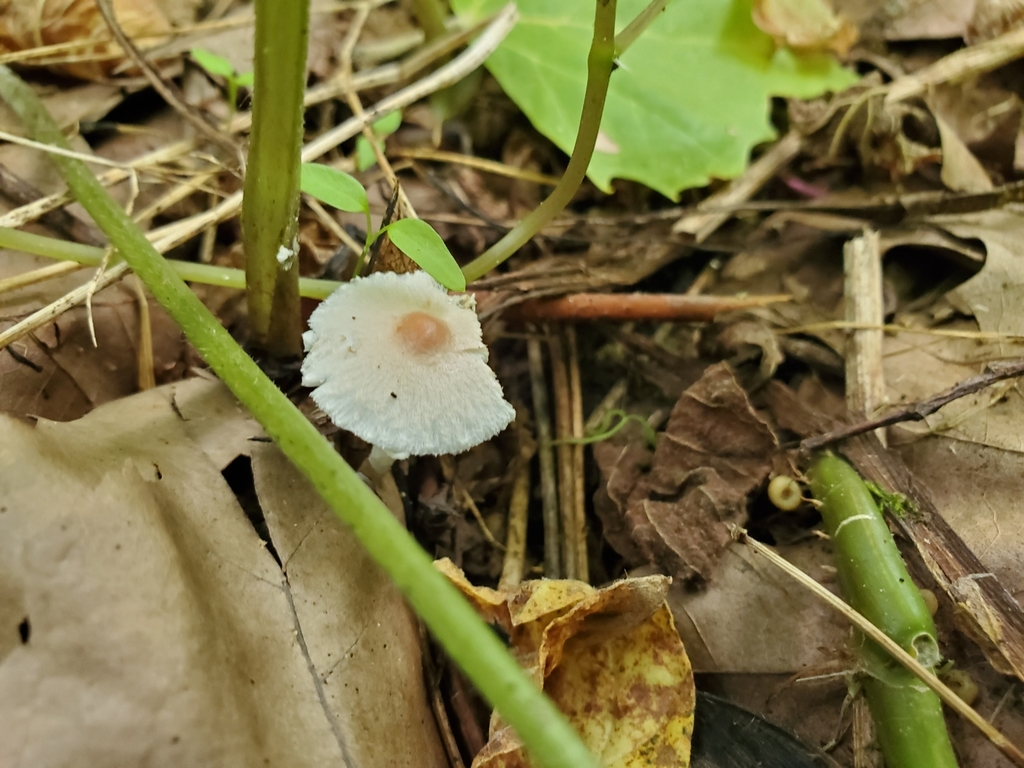 Stinking Dapperling from Fairfield Township, IN, USA on August 16, 2020 ...