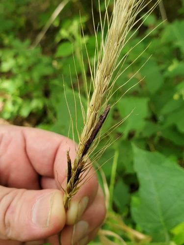 Claviceps ripicola · iNaturalist