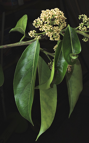 Género Licaria · iNaturalist Mexico