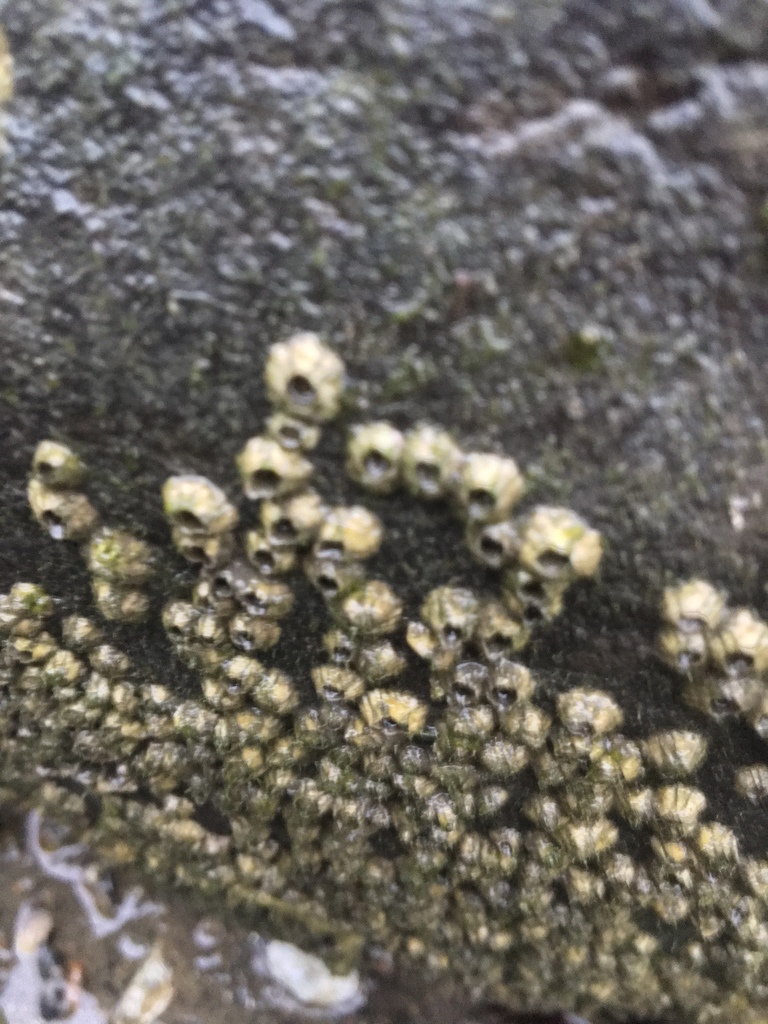 Acorn Barnacle (Multi-Agency Rocky Intertidal Network ) · iNaturalist
