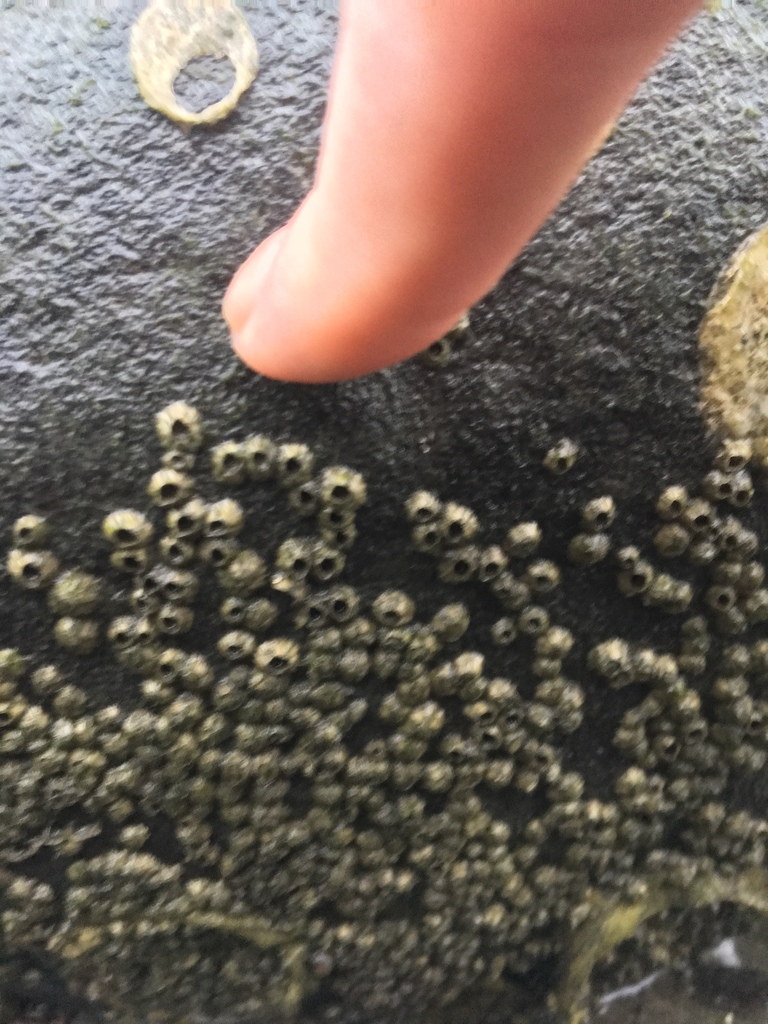 Acorn Barnacle (Multi-Agency Rocky Intertidal Network ) · iNaturalist