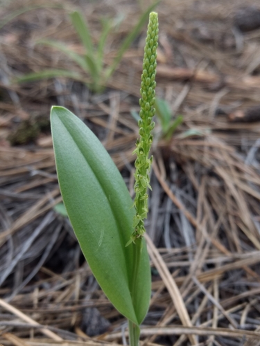 mountain adder's-mouth (Malaxis soulei) · iNaturalist