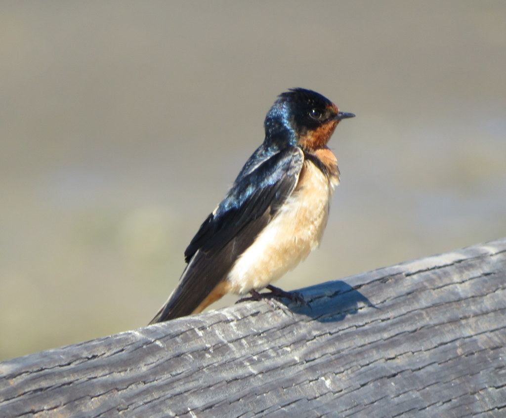 Barn Swallow from Thurston County, WA, USA on August 17, 2020 at 03:38 ...