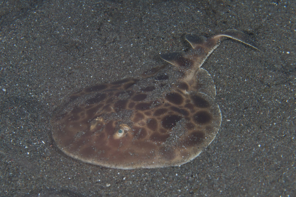 Indonesian Numbfish in May 2014 by Mark Rosenstein · iNaturalist