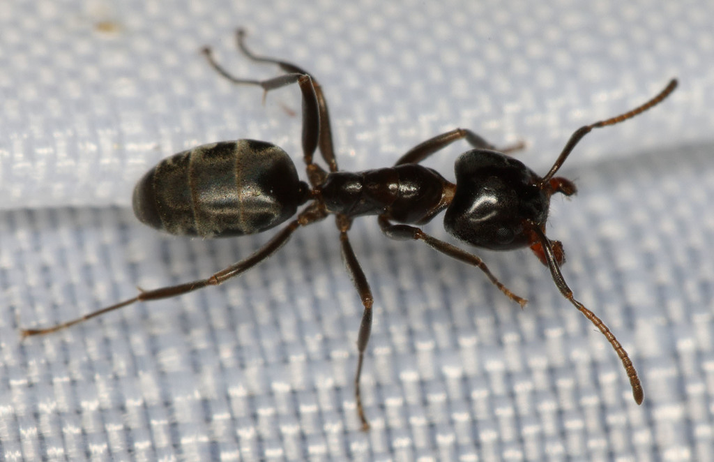 Mourning Tree Ant from Alpine, Toiyabe National Forest, California ...
