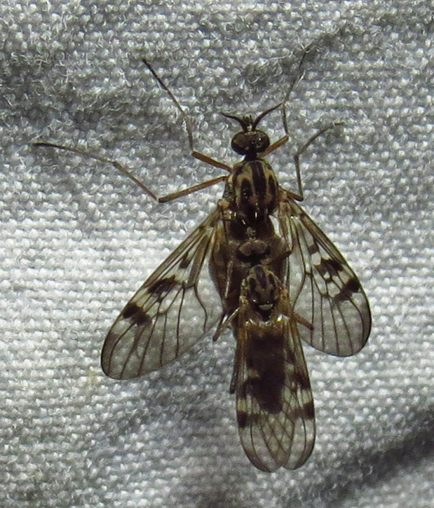 Sylvicola notialis from 608 Martin Ave, Boaz, AL 35957, USA on March 07 ...