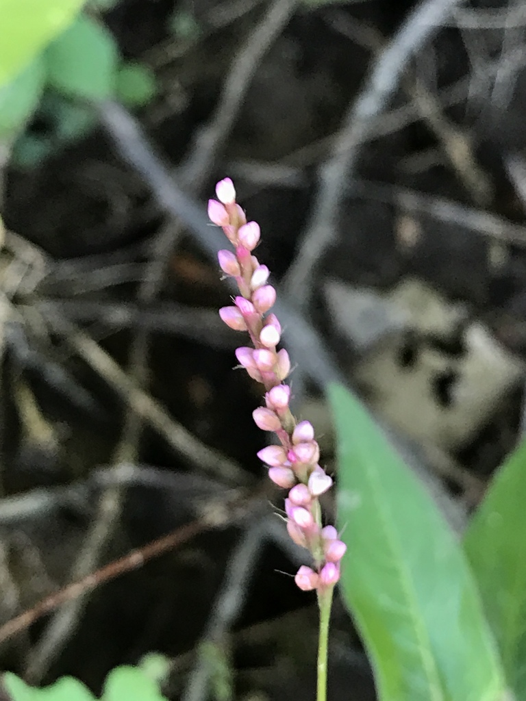low smartweed (Persicaria longiseta) - Botanical Realm