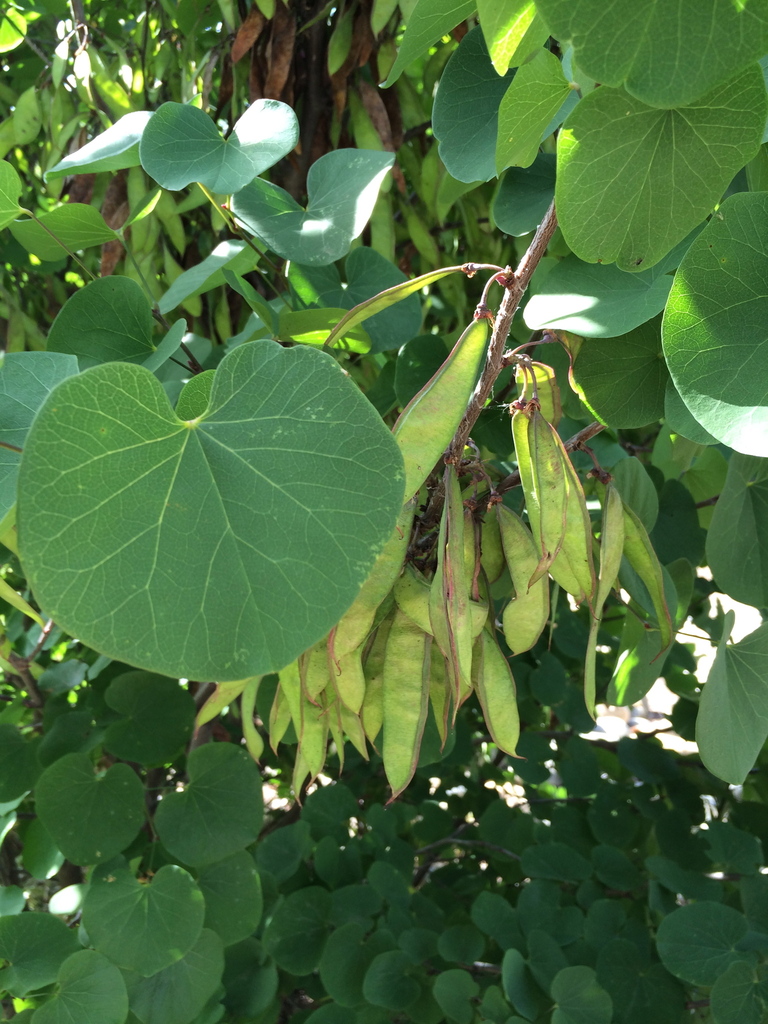 Western Redbud (LA Urban Forest Program) · iNaturalist Mexico