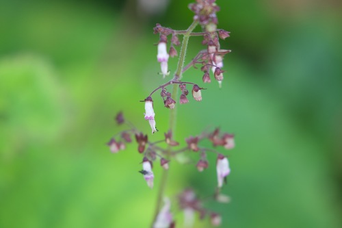 Isodon rugosus · iNaturalist