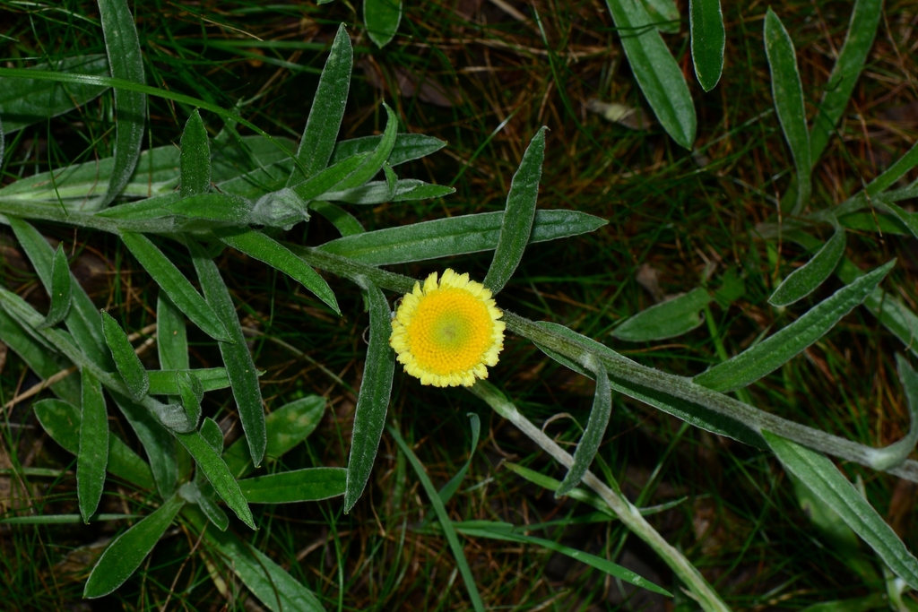 Helichrysum scorpioides | Coronidium scorpioides - The Missing Library