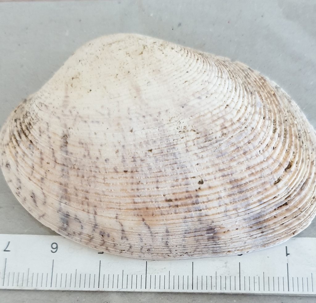 Tapestry shell from Sydney NSW, Australia on August 17, 2020 at 11:04 ...