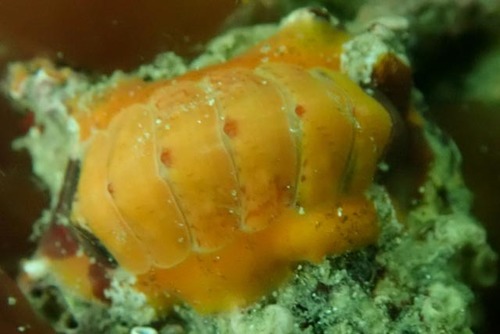 Orange Hairy Chiton (Chaetopleura pertusa) · iNaturalist