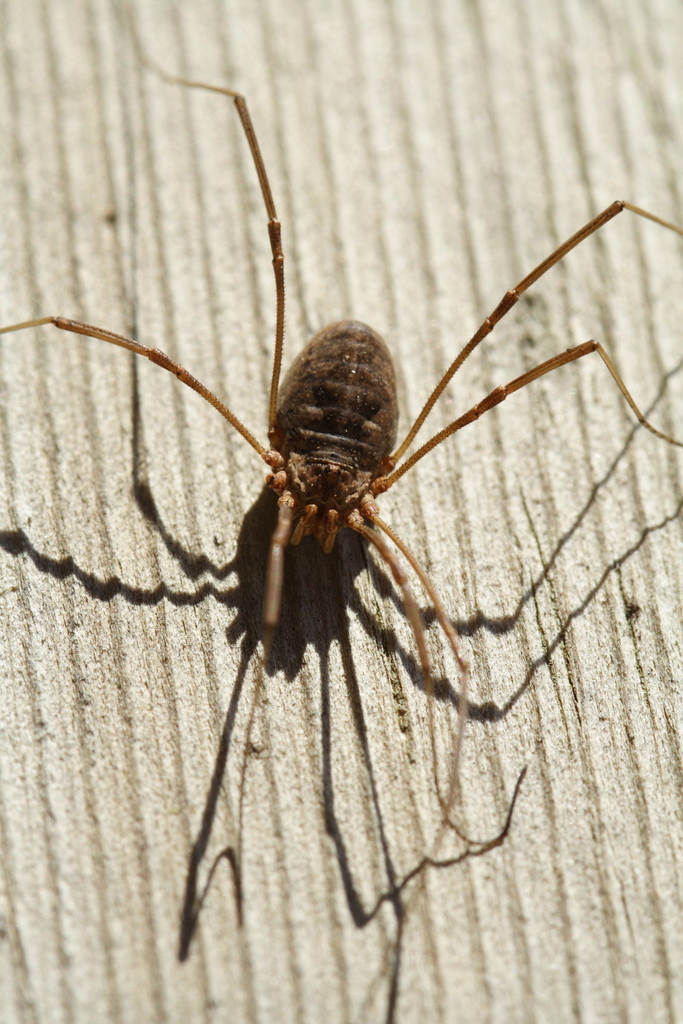 European Harvestman from Miramar, New Zealand on May 22, 2011 by Pierre ...