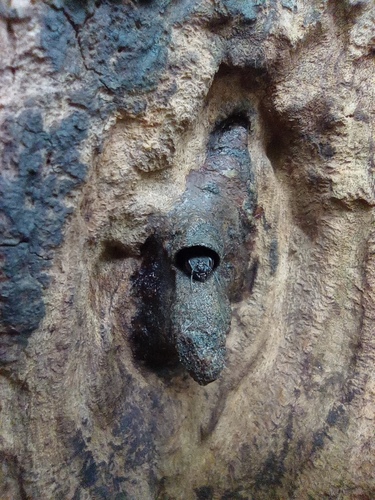 Femoral Stingless Bee (Cephalotrigona femorata) · iNaturalist