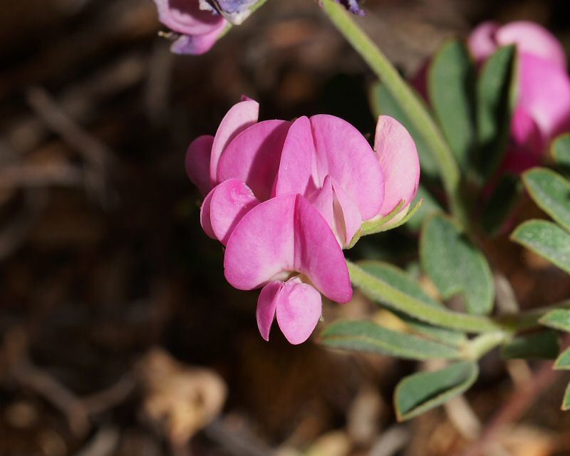 austral trefoil from Nelson VIC 3292, Australia on November 30, 2014 at ...