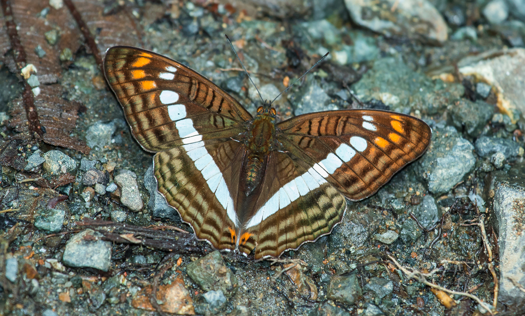 Adelpha alala negra from Parque Regional Natural Serrania Alto El Nudo ...