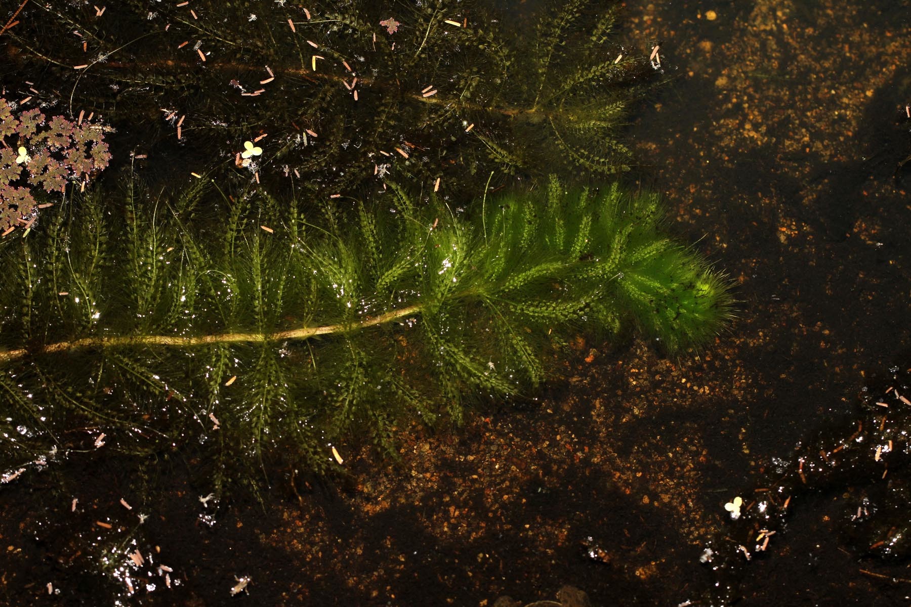 Utricularia inflexa Forssk.