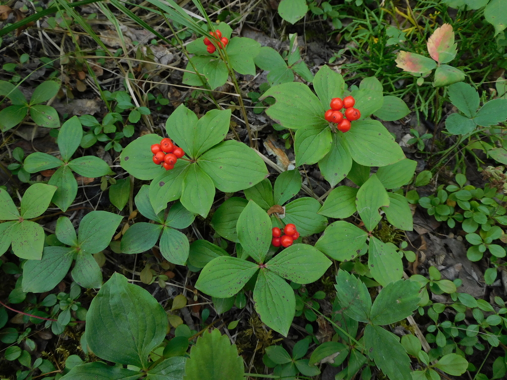 Canadian bunchberry in August 2020 by DeDe Dawson · iNaturalist