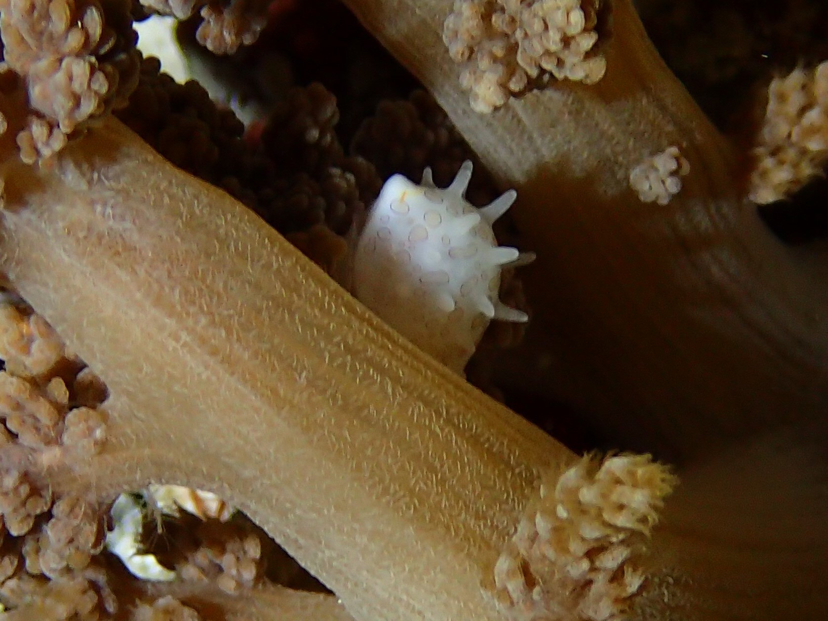 Diminovula margarita (G.B.Sowerby I, 1828)