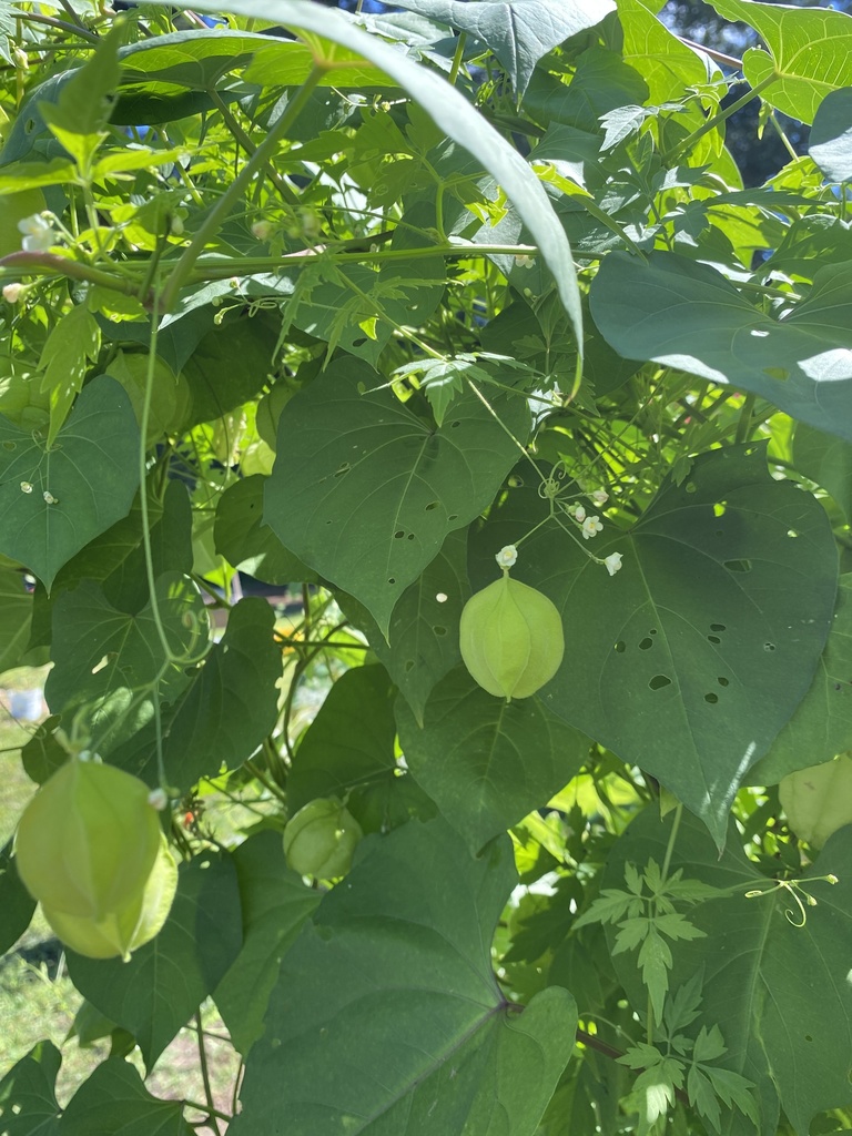 Lesser Balloon Vine from Federal St, Amherst, MA, US on August 18, 2020 ...