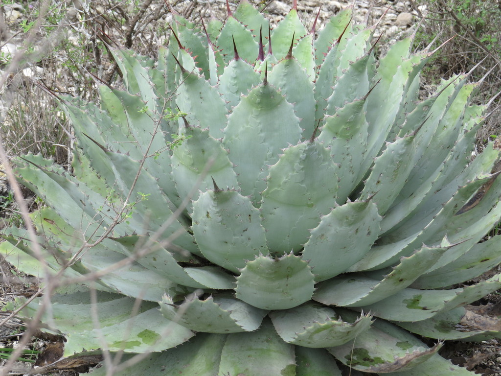 Maguey tobalá (Biodiversidad Santiago Tenango y áreas aledañas ...