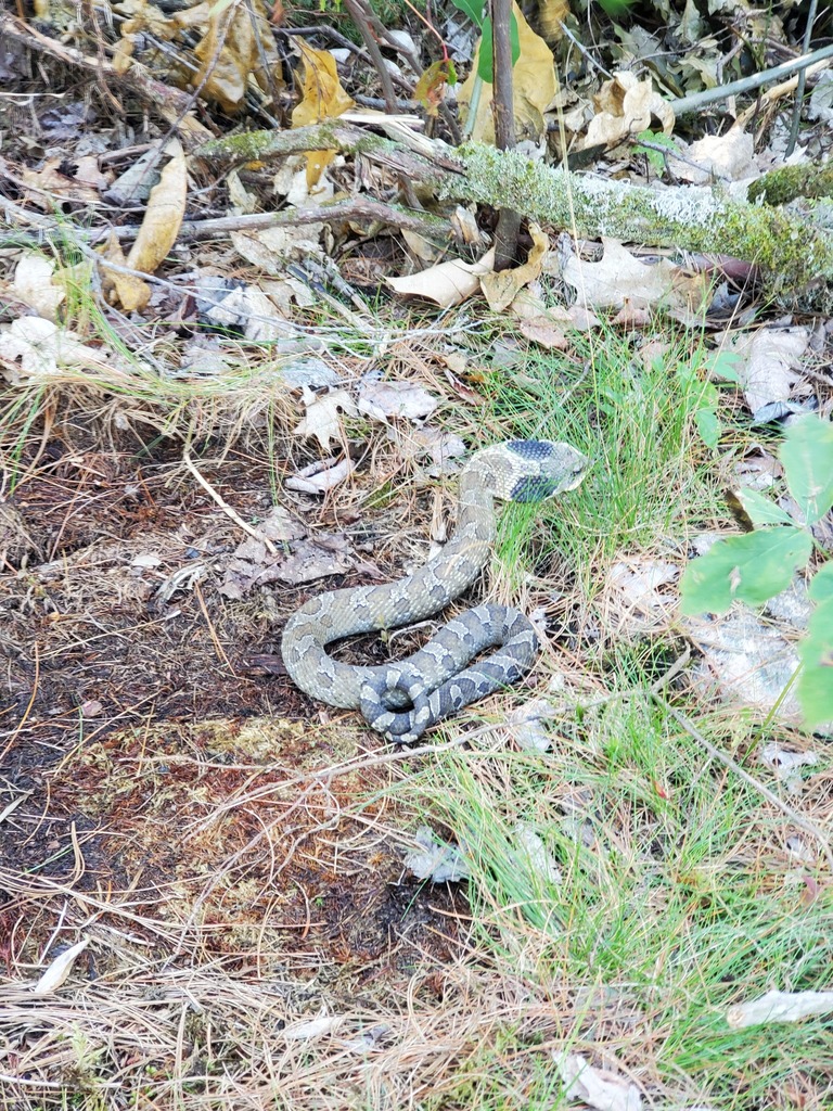 Eastern Hognose Snake in August 2020 by keene_in_high_peaks. When ...