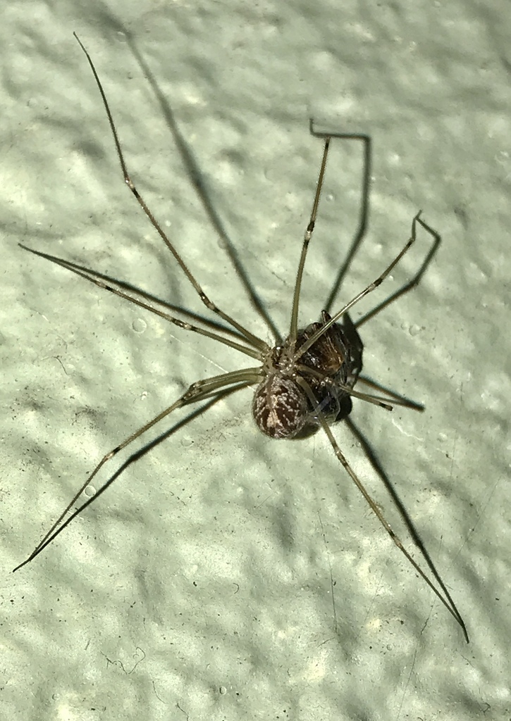 Short-bodied Cellar Spider in August 2020 by Alan R. Franck · iNaturalist