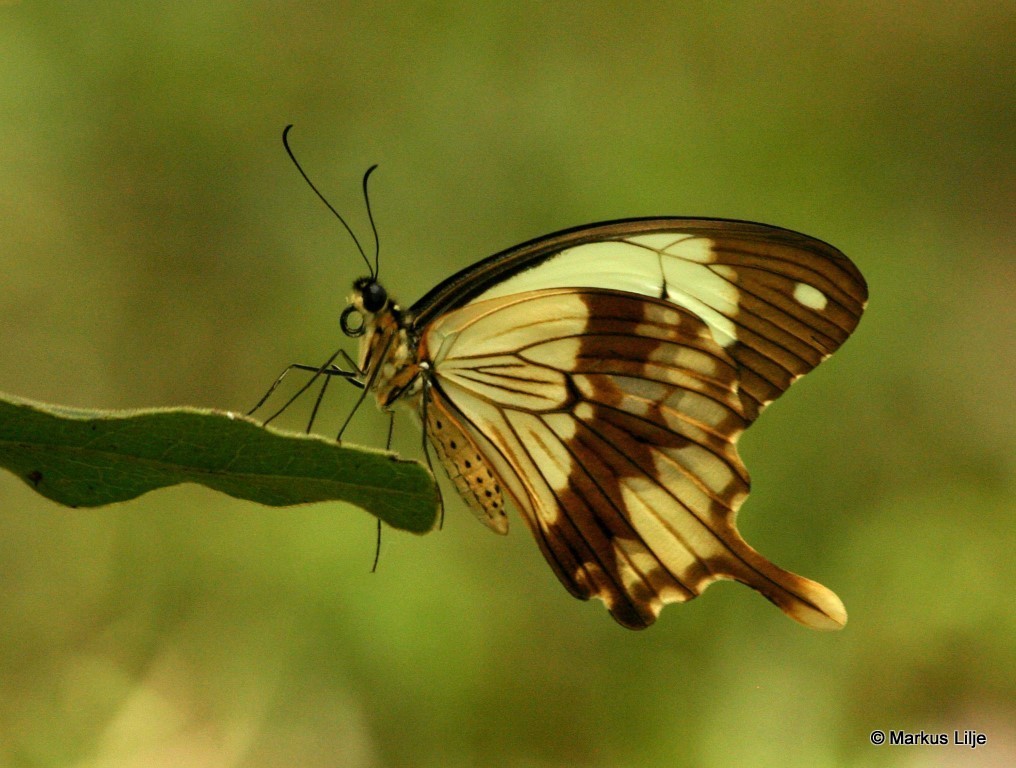 Flying Handkerchief (Butterflies of Bonamanzi) · BioDiversity4All