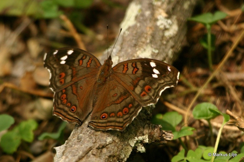 Natal Pansy (Moths and Butterflies of the Mfolozi River catchment ...