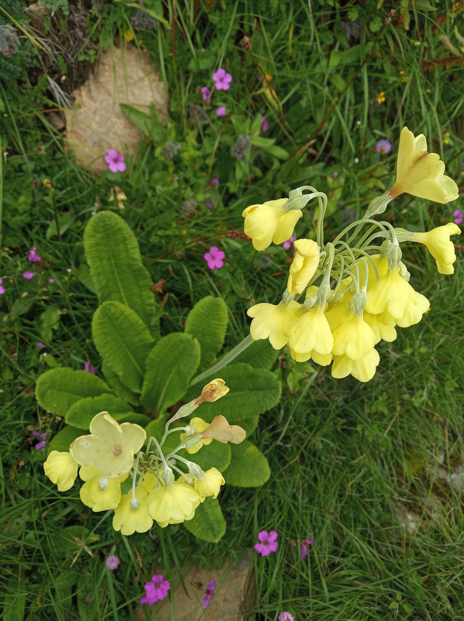 Primula sikkimensis Hook.