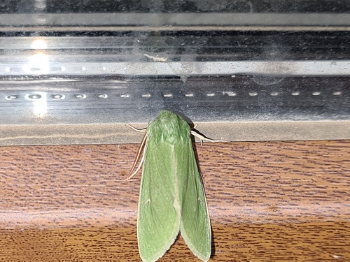 Género Isochlora · iNaturalist Mexico