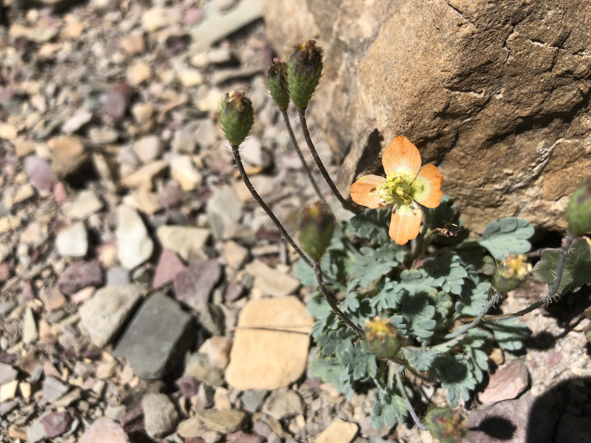 Papaver pygmaeum Rydb.
