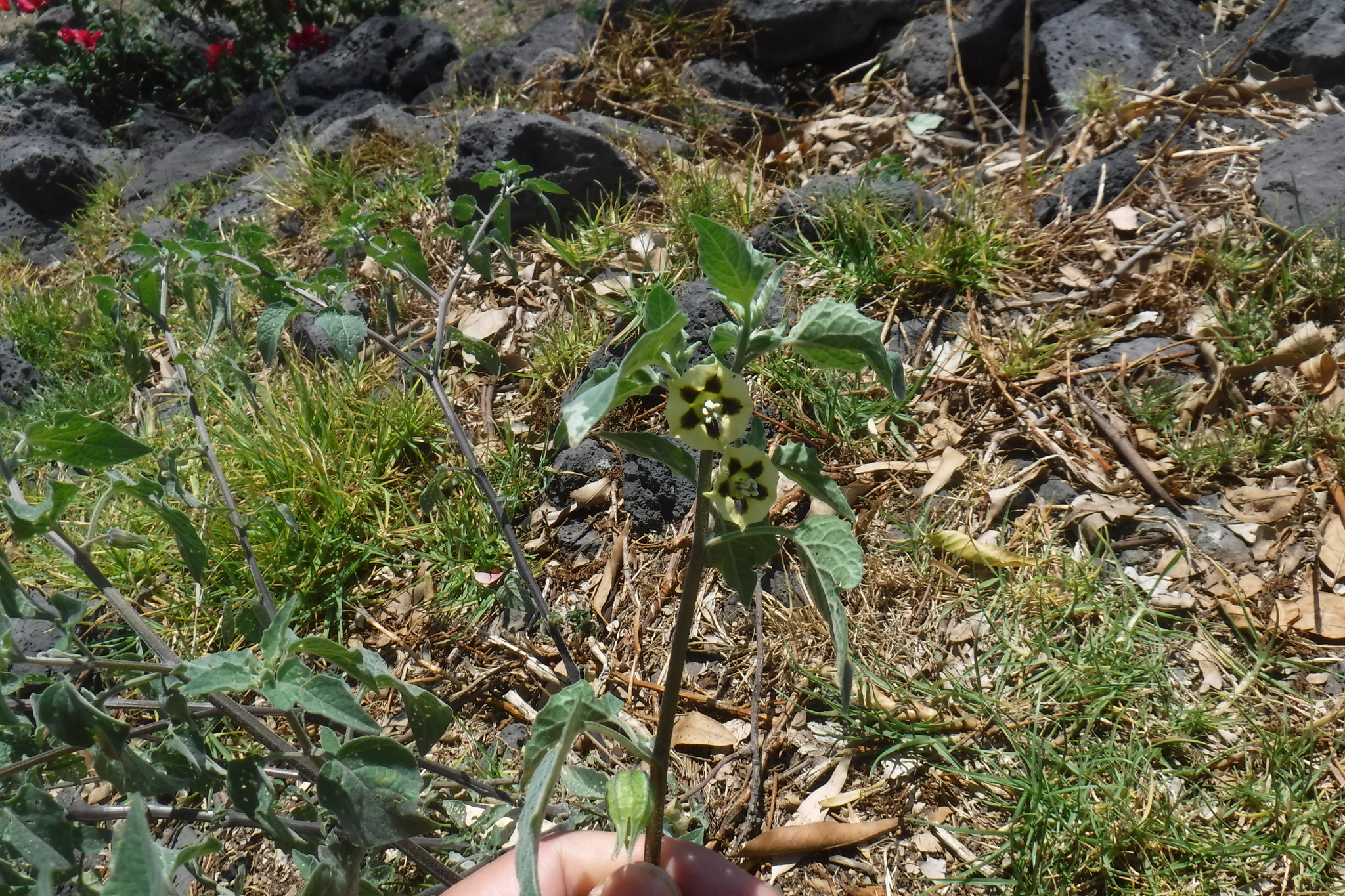 Physalis chenopodifolia Lam.