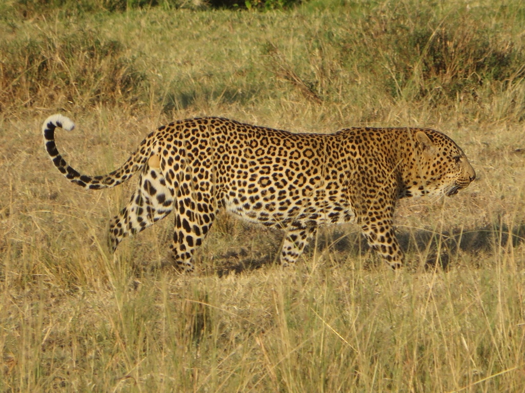 African Leopard in July 2017 by seasav. Male · iNaturalist