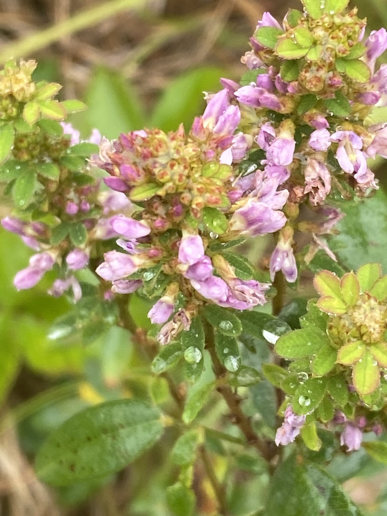 tall bush-clover in August 2020 by Robert Levy · iNaturalist