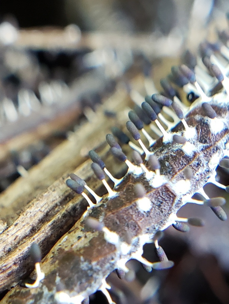 White-footed Slime from Georgetown, DE 19947, USA on August 18, 2020 at ...