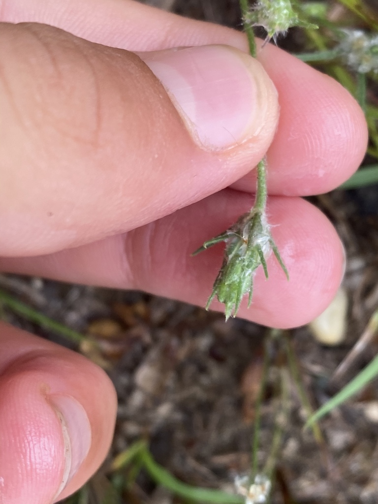 bracted plantain in August 2020 by Robert Levy · iNaturalist