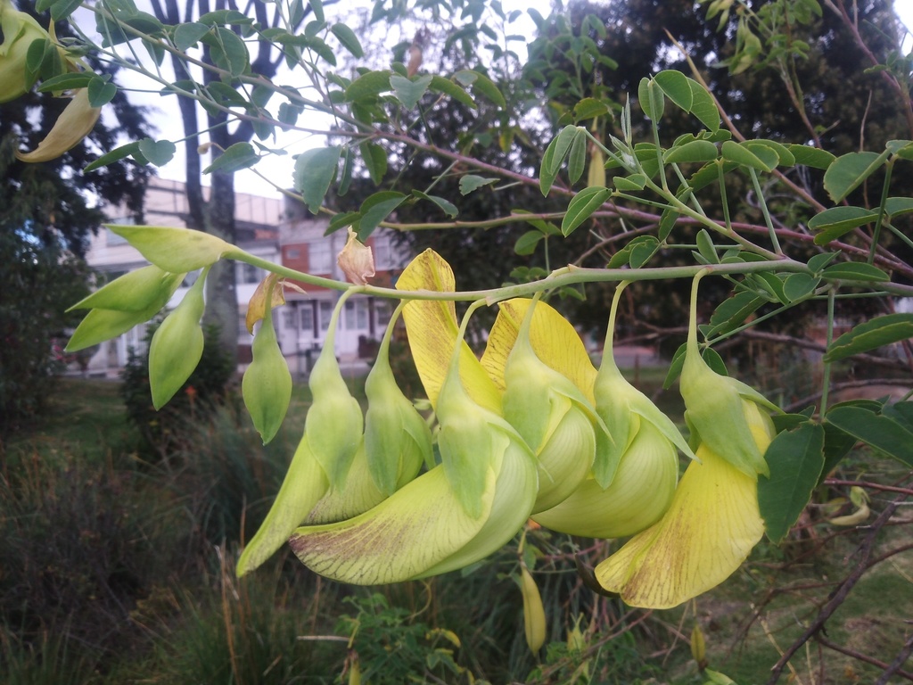 Canary bird bush from San Cristóbal, Bogotá, Colombia on August 16 ...