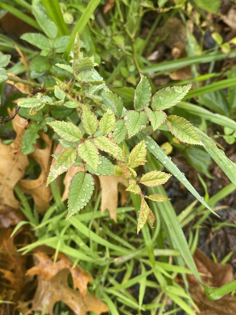 multiflora rose in August 2020 by Robert Levy · iNaturalist