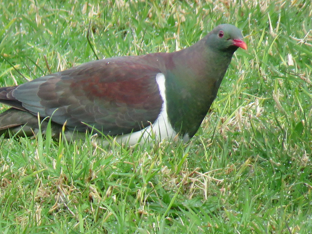 New Zealand Pigeon from Buller District, West Coast, New Zealand on ...