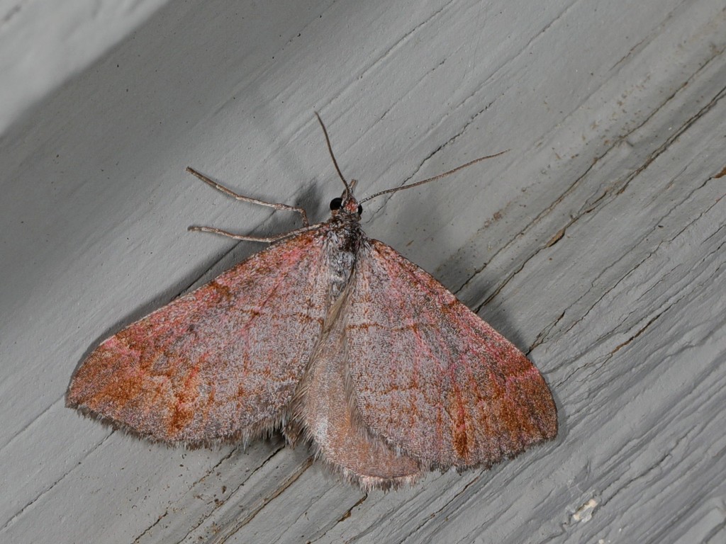 Manchester Treble-bar Moth from Parc de la rivière Mitis on July 29 ...