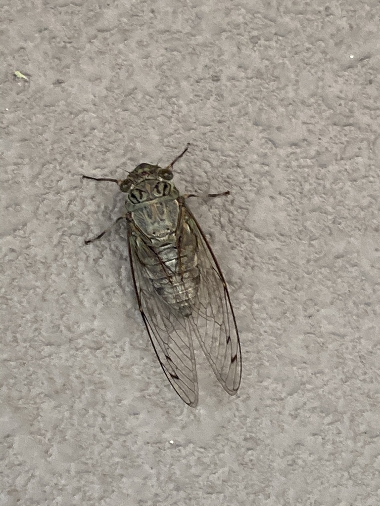 Walker's Cicada from 県道79号, さいたま市南区, 埼玉県, JP on August 19, 2020 at 06: ...