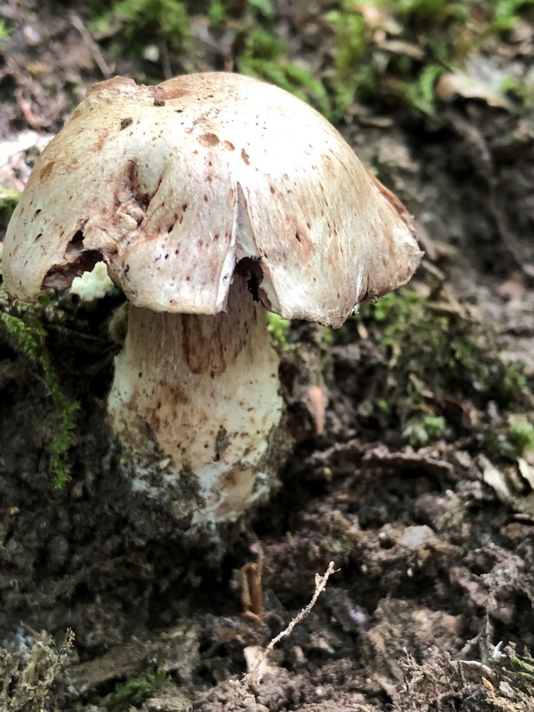 Webcaps from Bloomington, IN, USA on August 17, 2020 at 01:35 PM by Ron ...