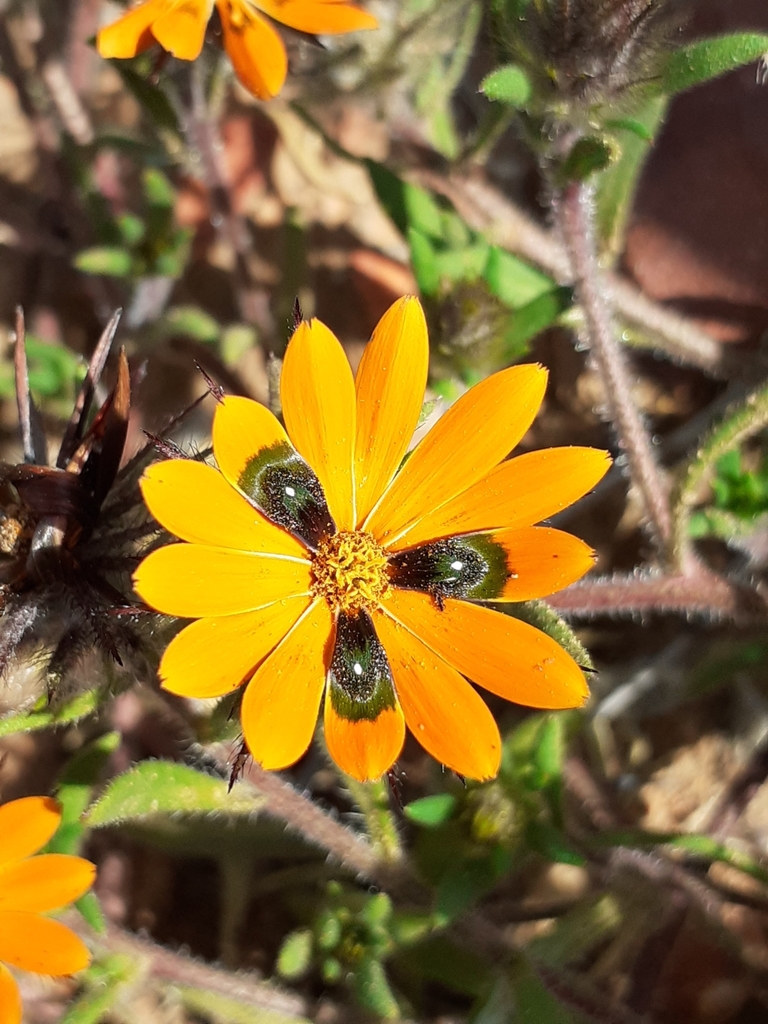 Beetle Daisy (Plants of the Tygerberg Nature Reserve) · iNaturalist